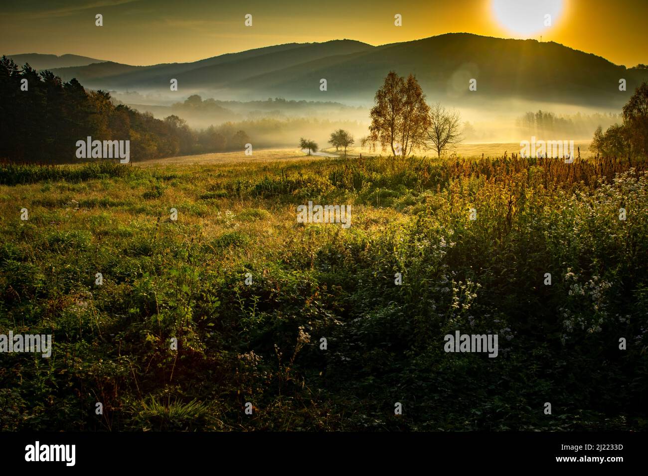 A beautiful view of a scenic sunrise in the green forest with high and ...