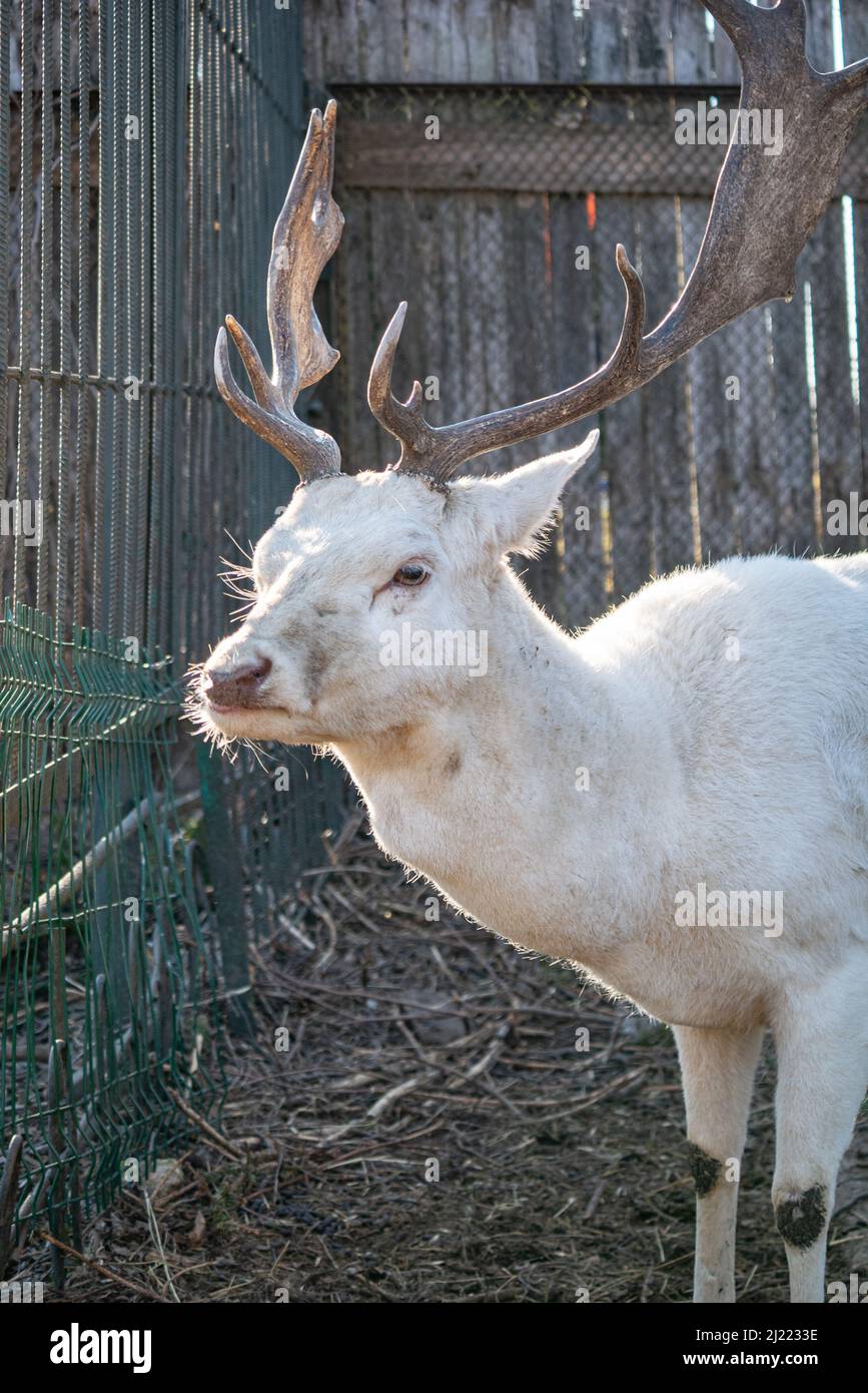 closeup photo of fallow deer in zoo Stock Photo - Alamy