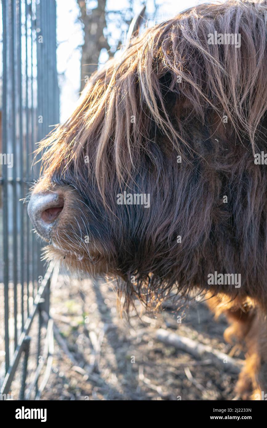 closeup photo of Highland cattle in zoo Stock Photo - Alamy