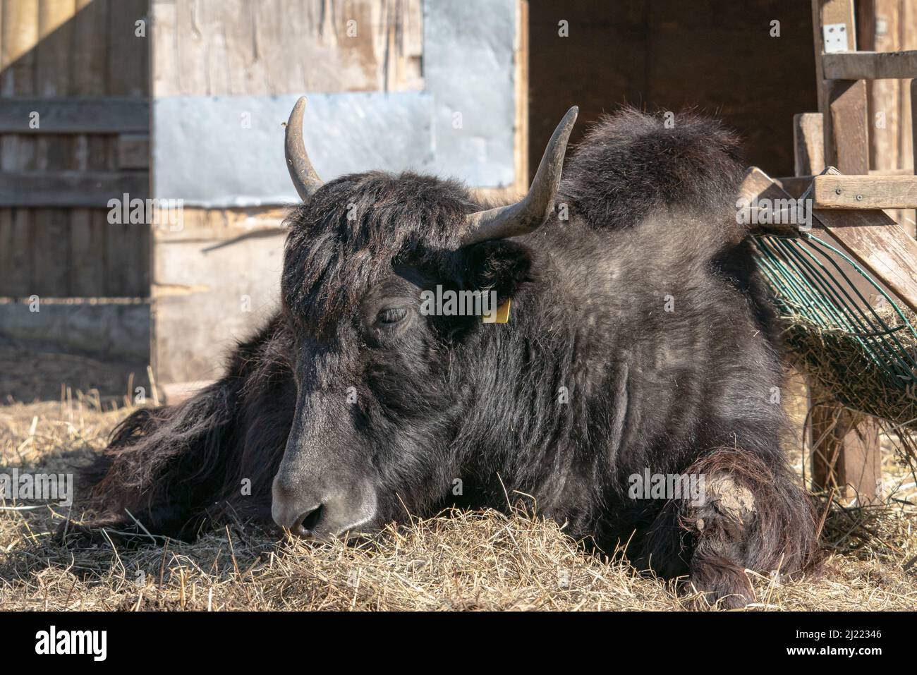 Yak life is beautiful hi-res stock photography and images - Alamy