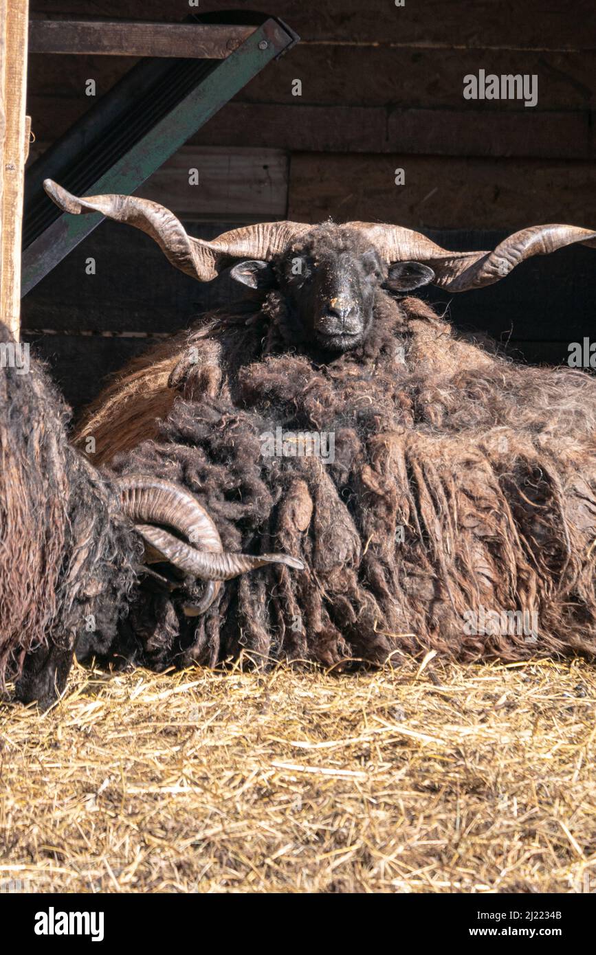 closeup photo of ovis in zoo Stock Photo - Alamy