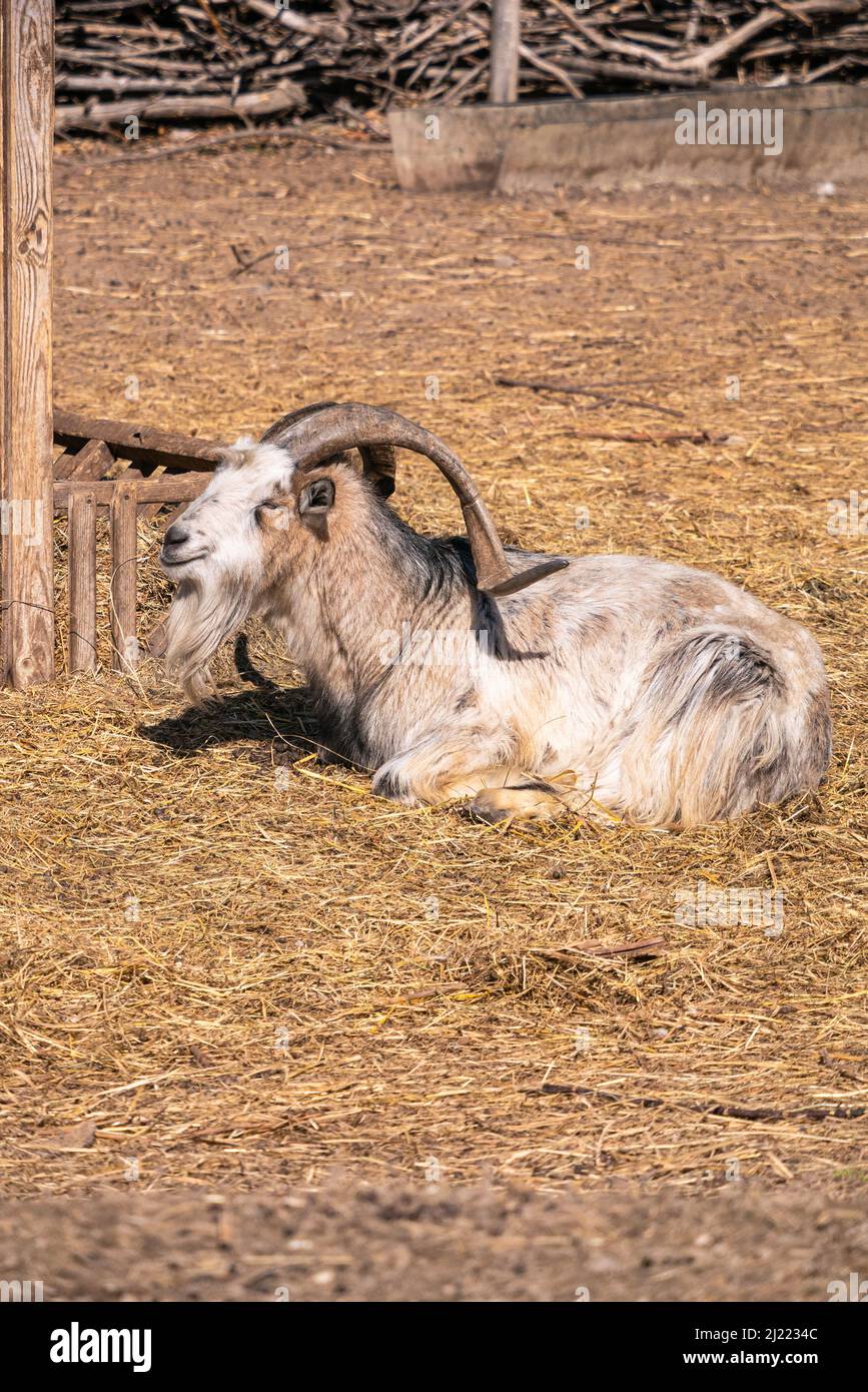 closeup photo of wild goats in zoo Stock Photo - Alamy
