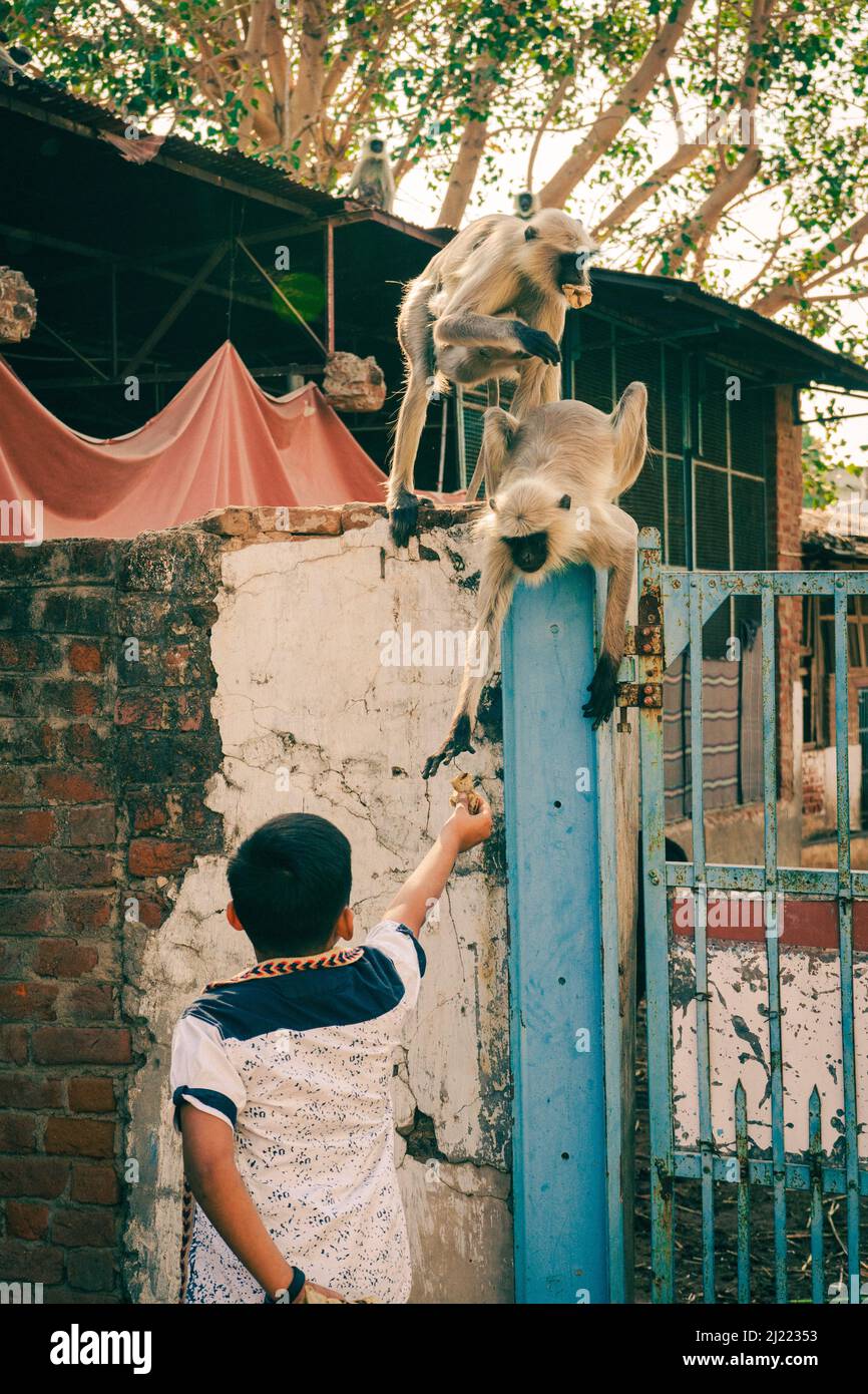 A vertical shot of two vervet monkeys taking a snack out of a boy's ...
