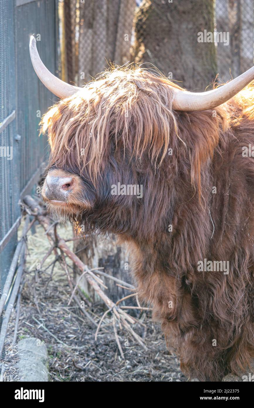 closeup photo of Highland cattle in zoo Stock Photo - Alamy