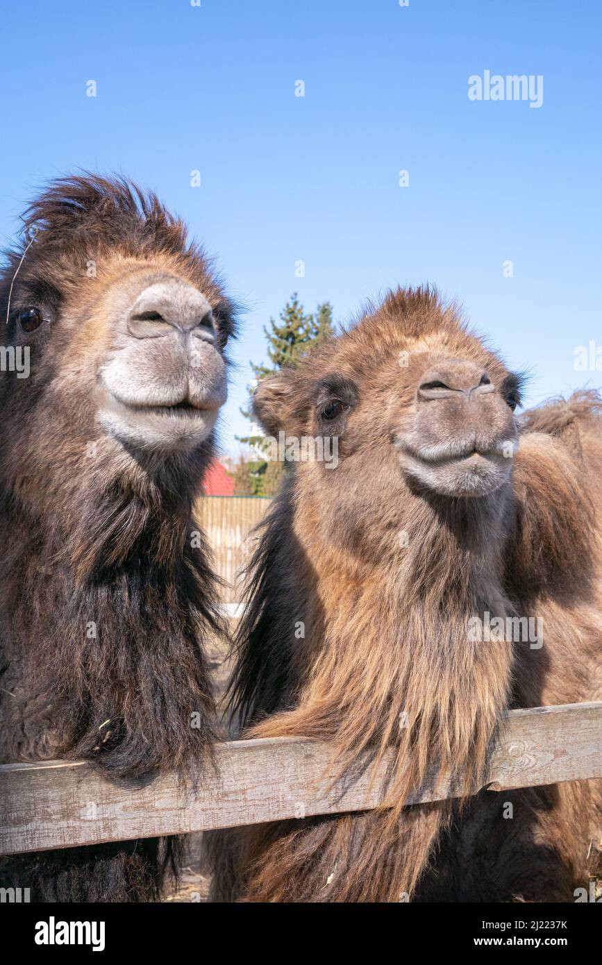closeup photo of camel in zoo Stock Photo - Alamy