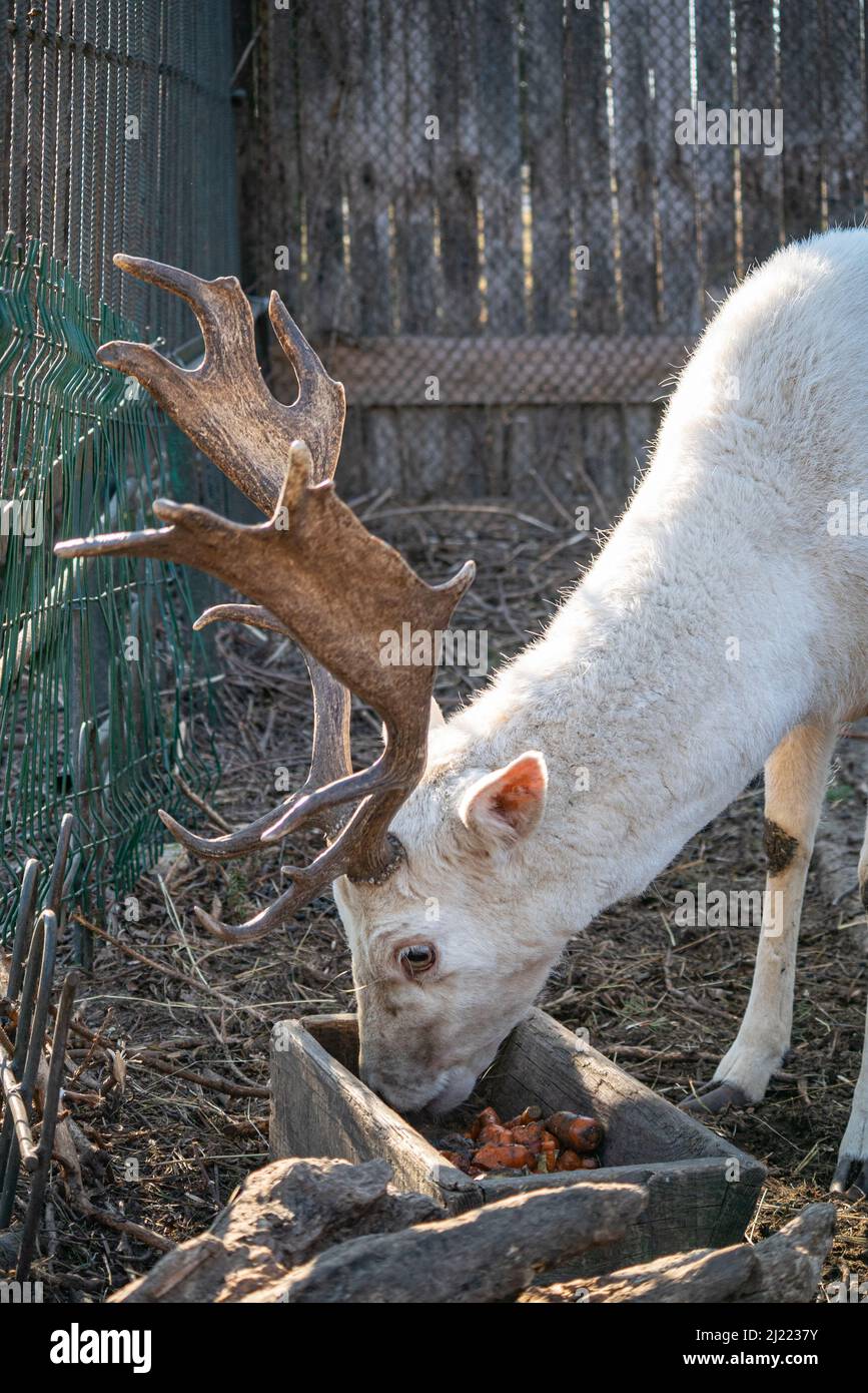 closeup photo of fallow deer in zoo Stock Photo - Alamy