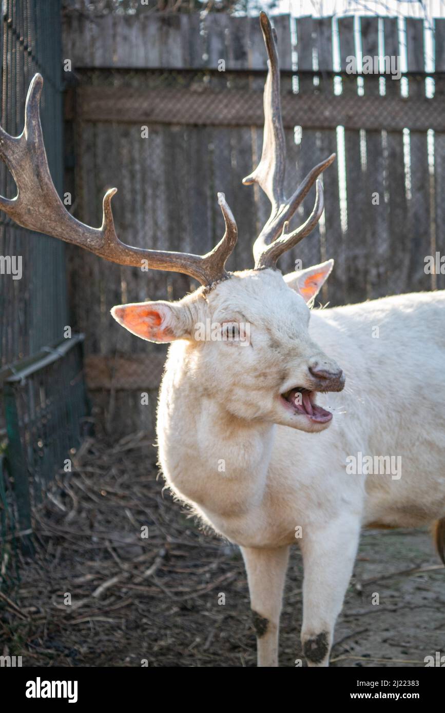 closeup photo of fallow deer in zoo Stock Photo - Alamy