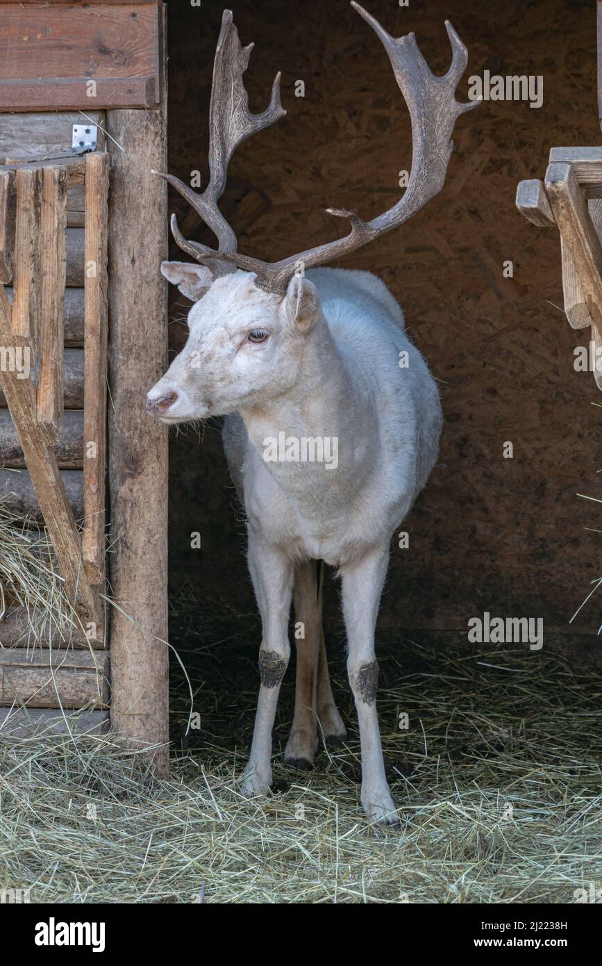closeup photo of fallow deer in zoo Stock Photo - Alamy