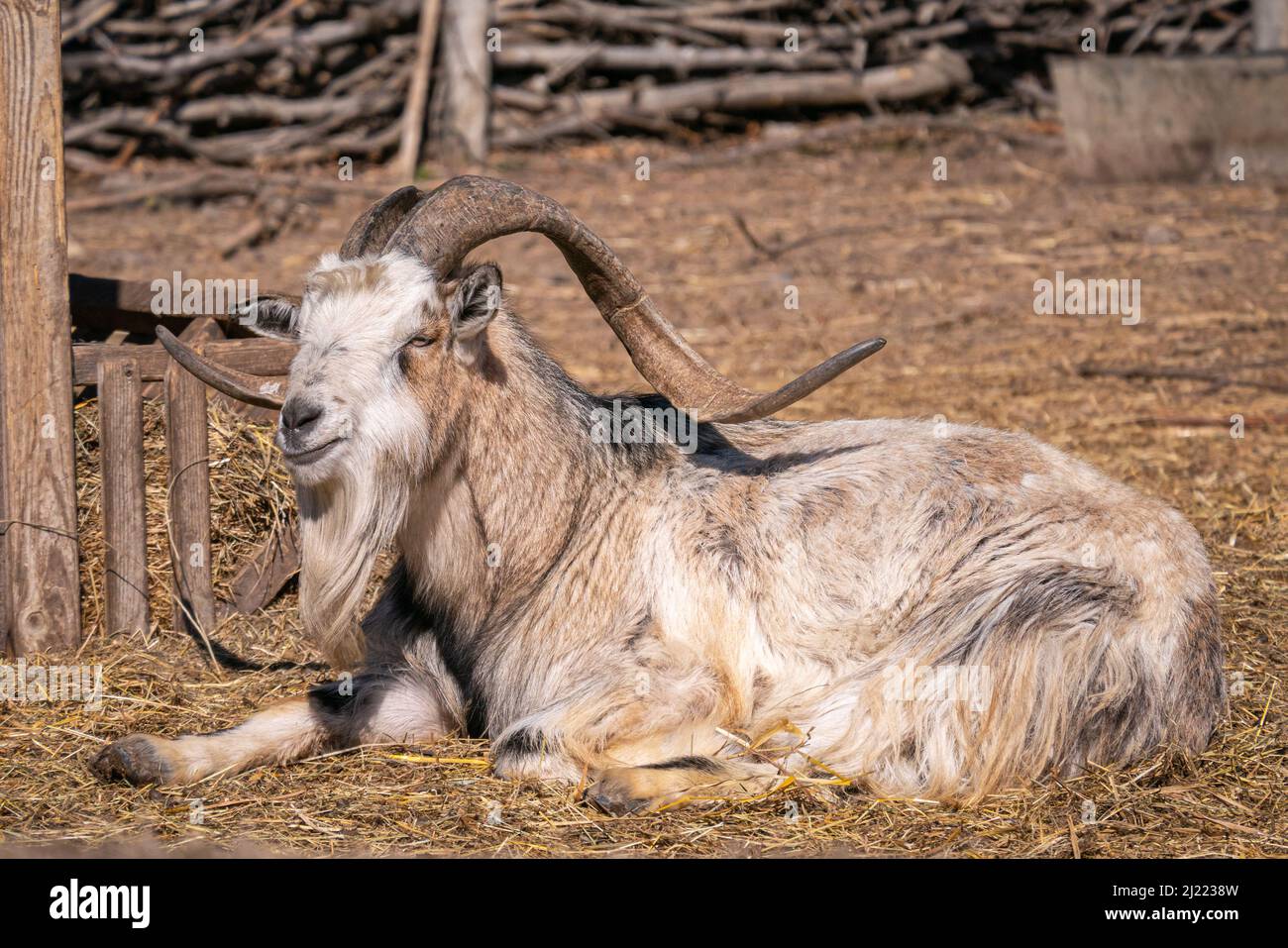 closeup photo of wild goats in zoo Stock Photo - Alamy