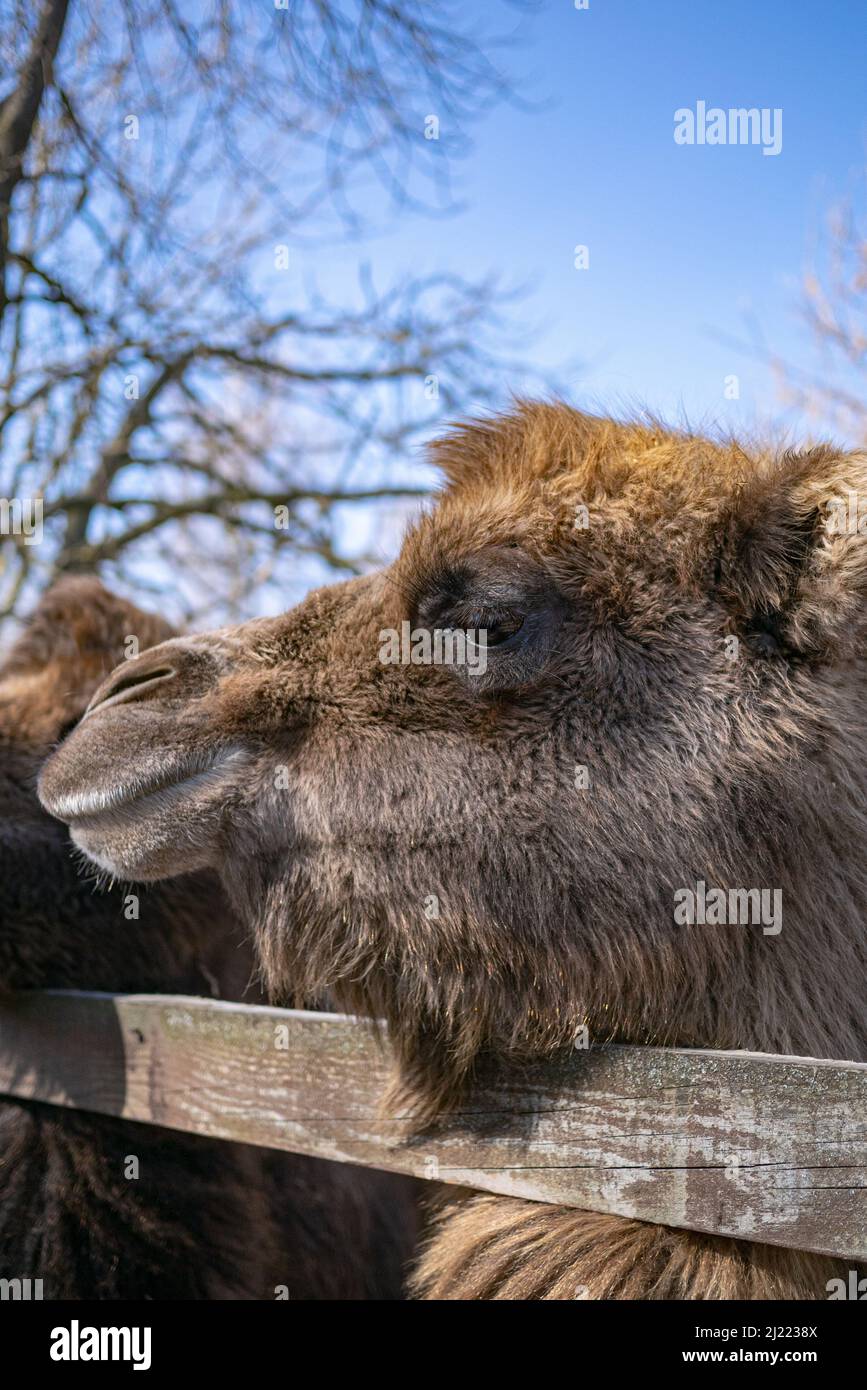 closeup photo of camel in zoo Stock Photo - Alamy