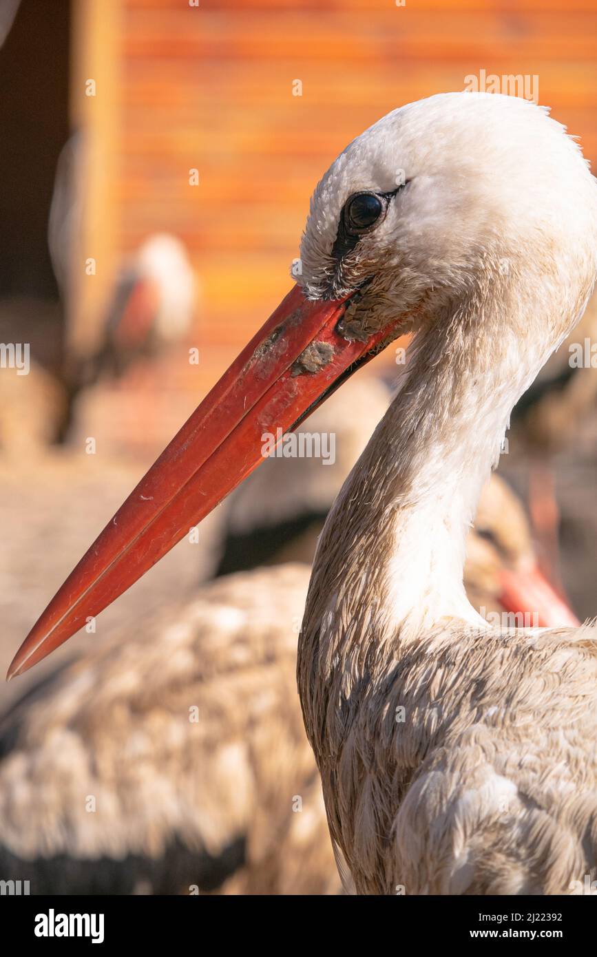 closeup photo of white stork in zoo Stock Photo - Alamy