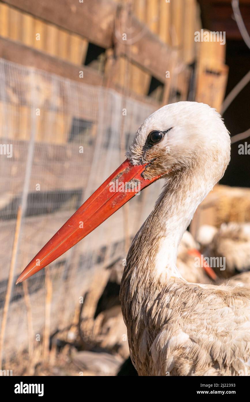 closeup photo of white stork in zoo Stock Photo - Alamy