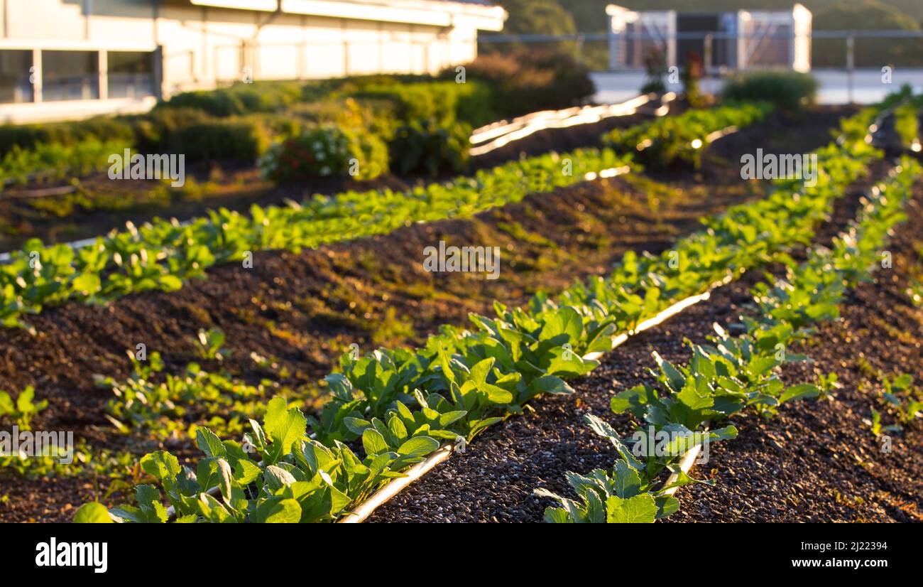 Vegetables growing on an organic farm Stock Photo - Alamy