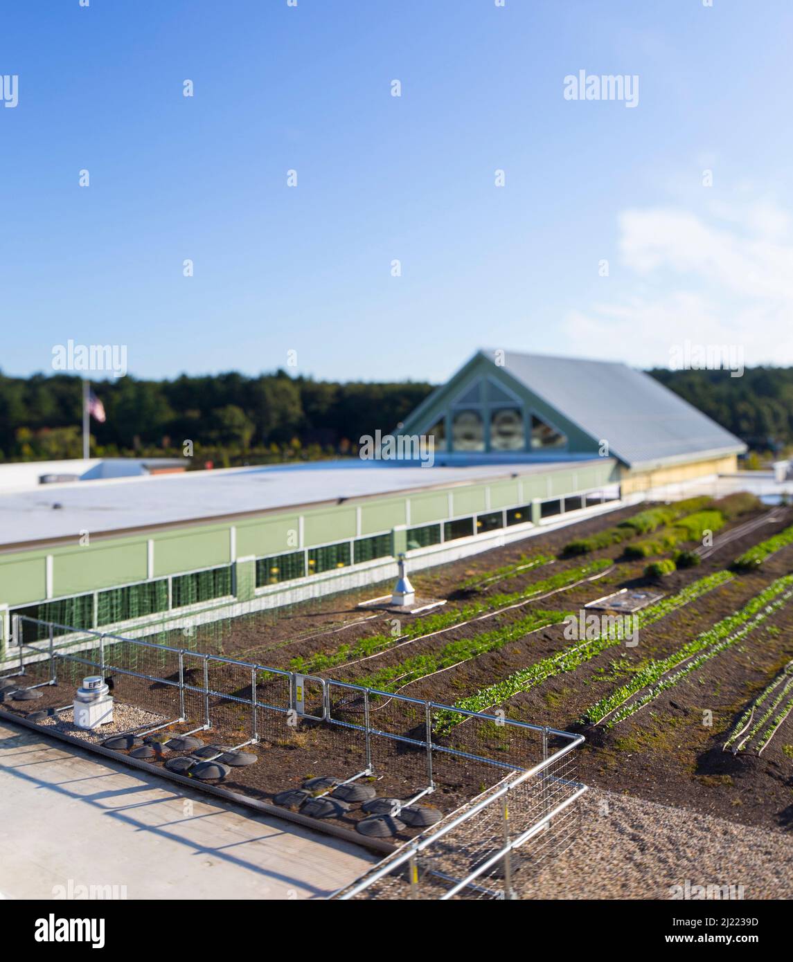 Vegetables growing on an organic farm, elevated view of the commercial ...