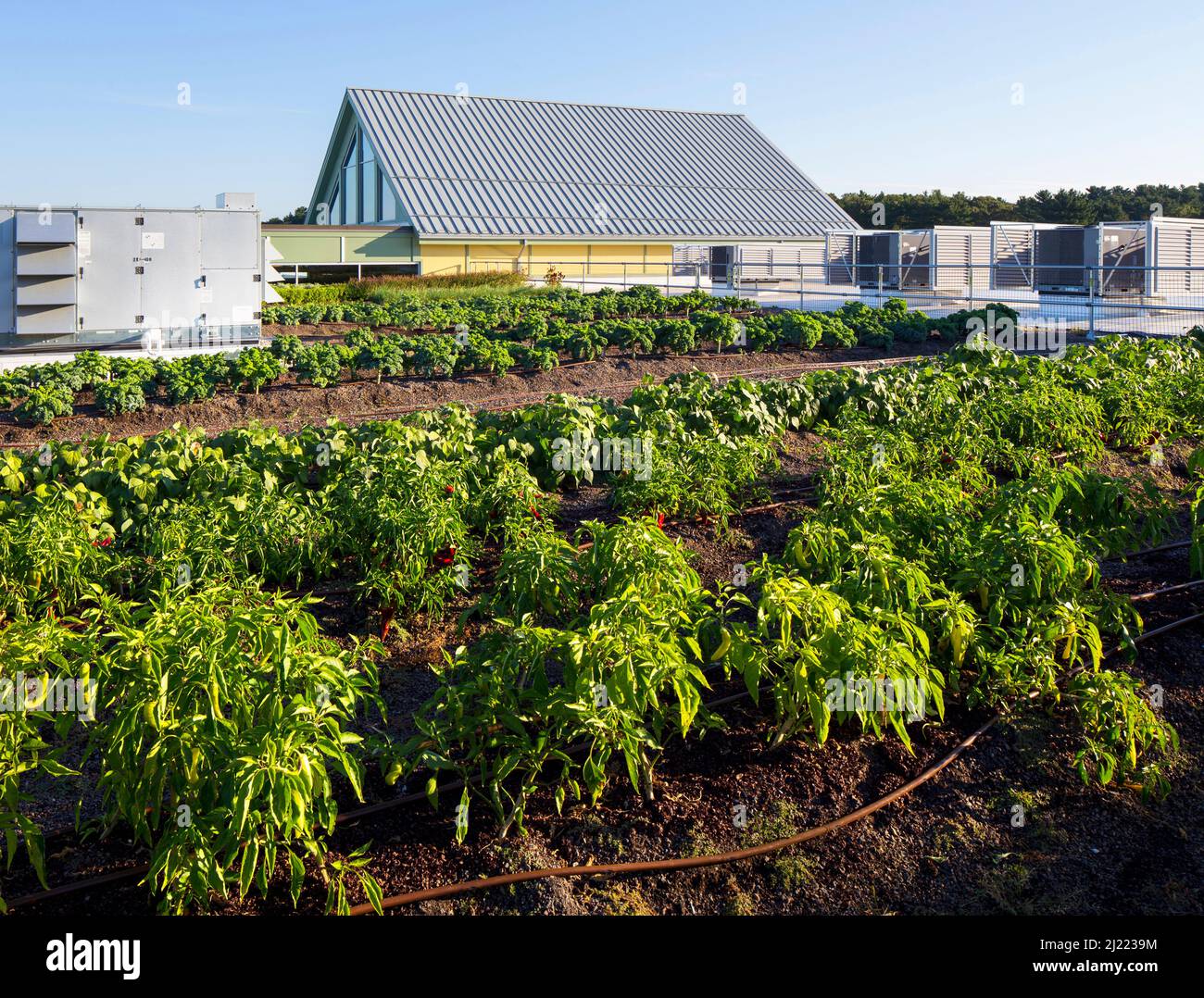 Vegetables growing on an organic farm, close up Stock Photo - Alamy