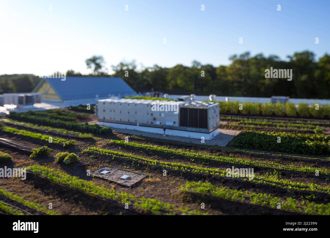 Vegetables growing on an organic farm, elevated view of the commercial ...