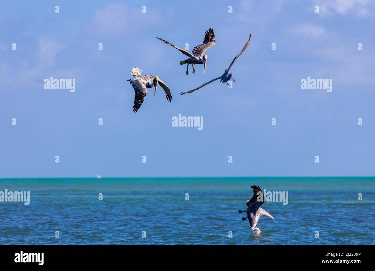 A beautiful shot of some seagulls flying in the skies over the ocean in ...