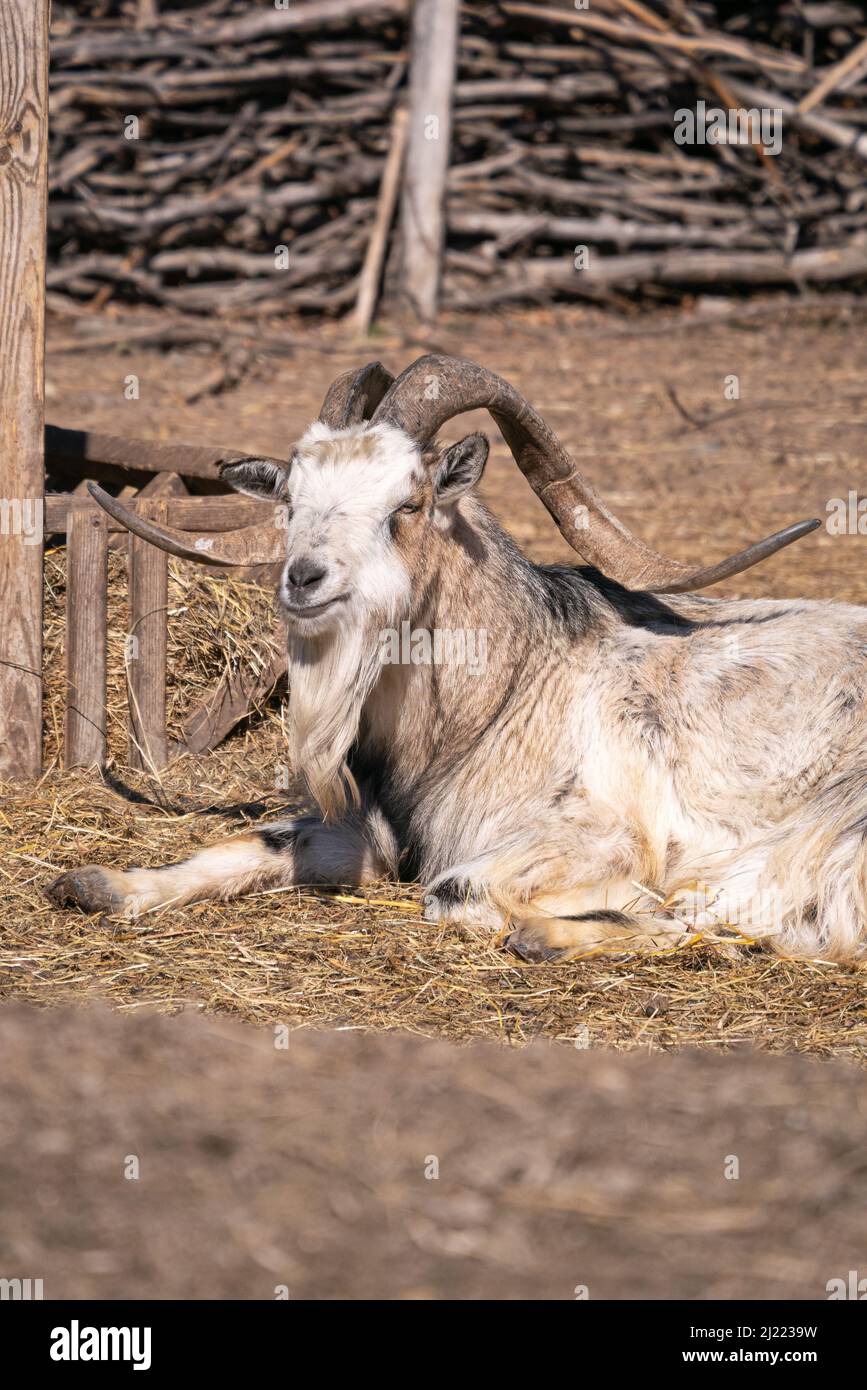 closeup photo of wild goats in zoo Stock Photo - Alamy