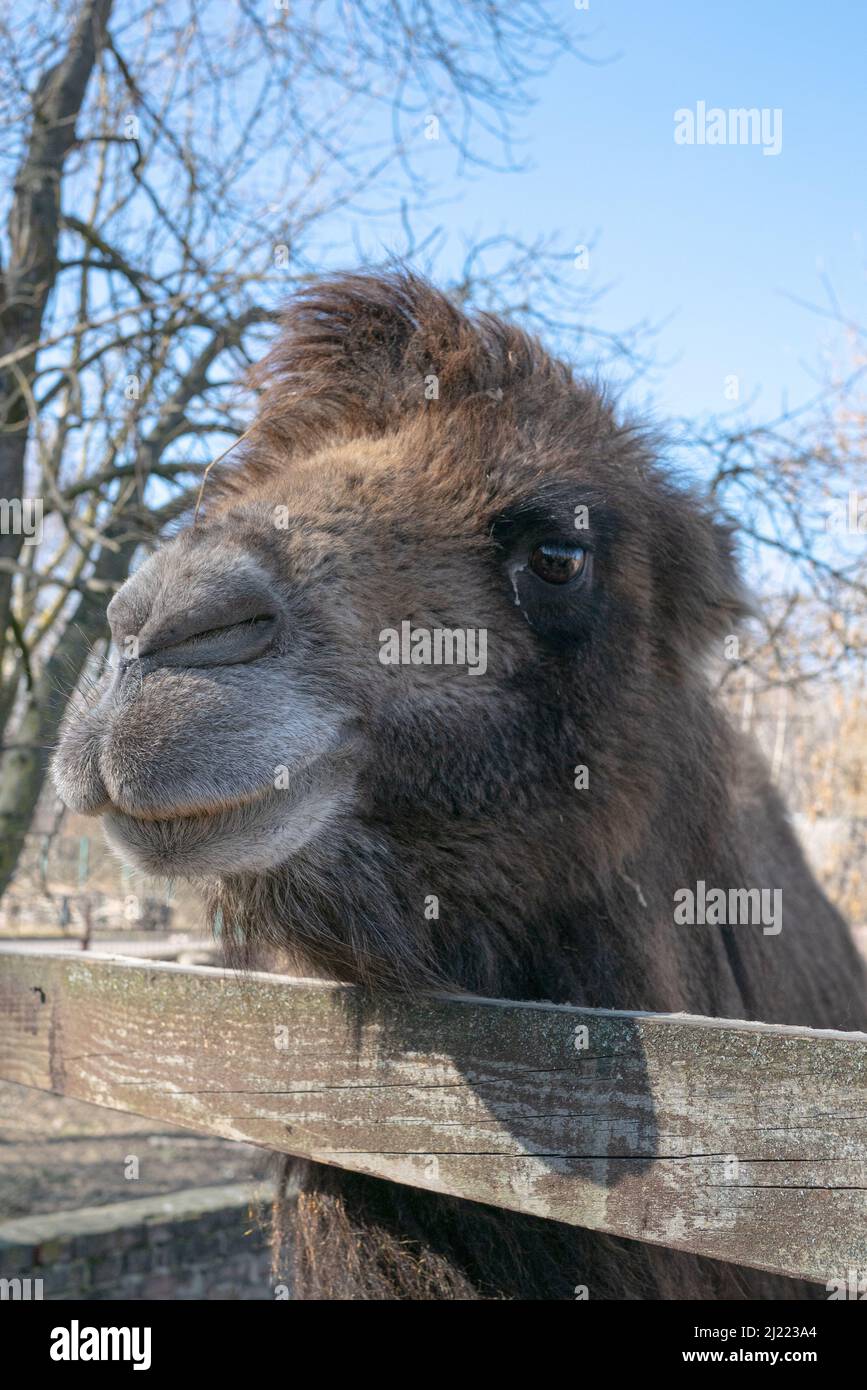 closeup photo of camel in zoo Stock Photo - Alamy