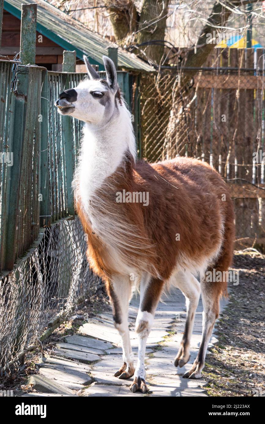 A vertical shot of white and brown Lama guanicoe standing near the metal fences in zoo Stock ...