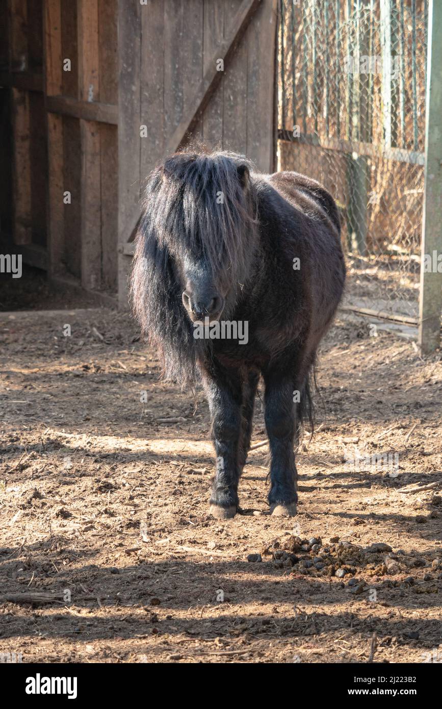 A vertical shot of black Shetland pony standing on rocky ground in zoo ...