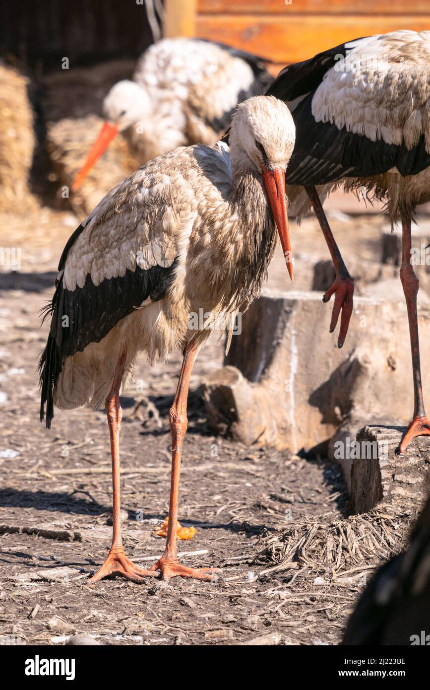 closeup photo of white stork in zoo Stock Photo - Alamy