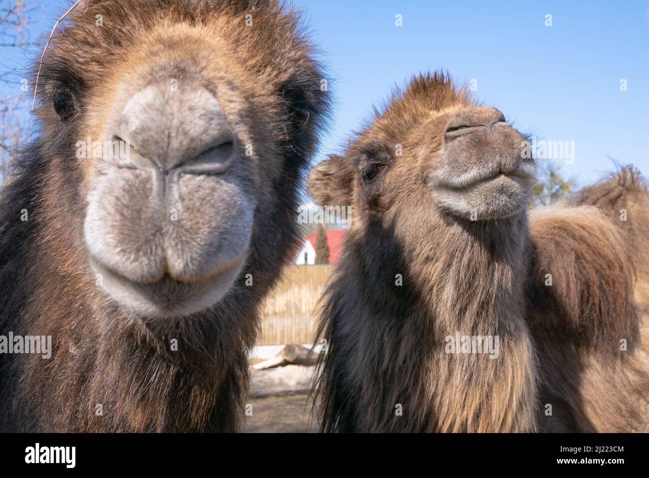 closeup photo of camel in zoo Stock Photo - Alamy