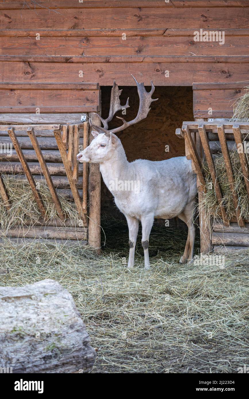 closeup photo of fallow deer in zoo Stock Photo - Alamy