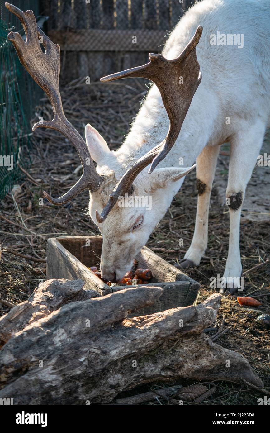 closeup photo of fallow deer in zoo Stock Photo - Alamy