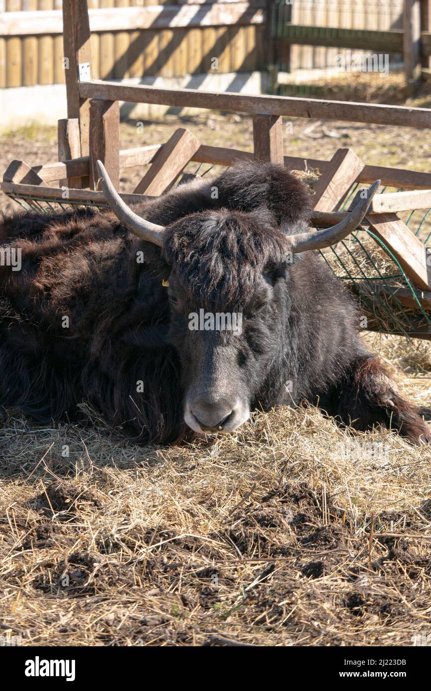Yak life is beautiful hi-res stock photography and images - Alamy