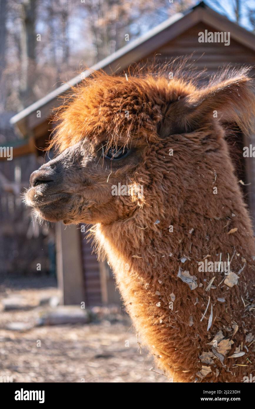 A side view brown Alpaca head in background of cabin in zoo Stock Photo ...