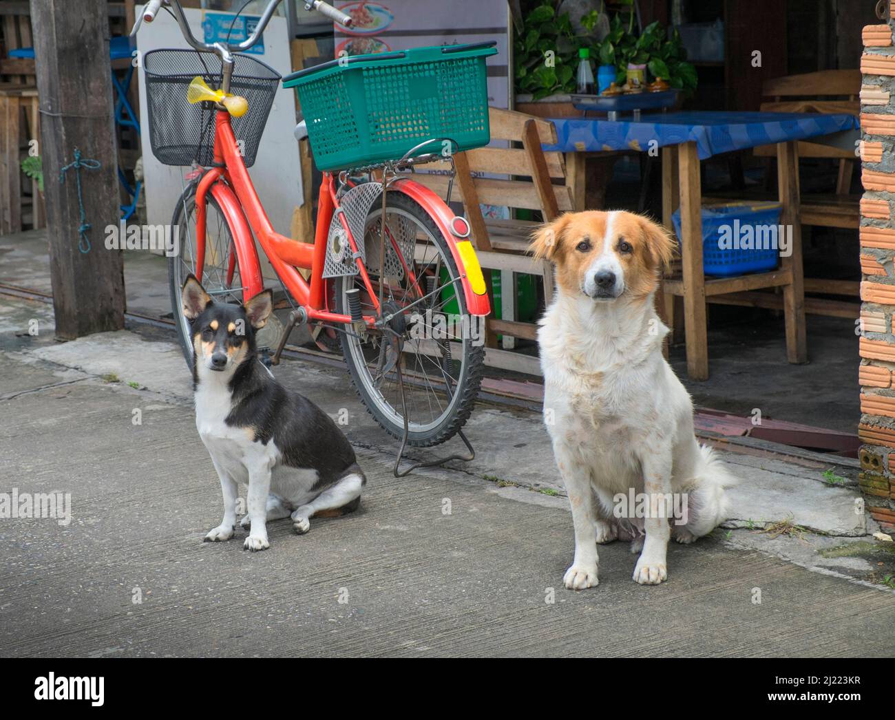 Two Dogs Waiting High Resolution Stock Photography and Images - Alamy