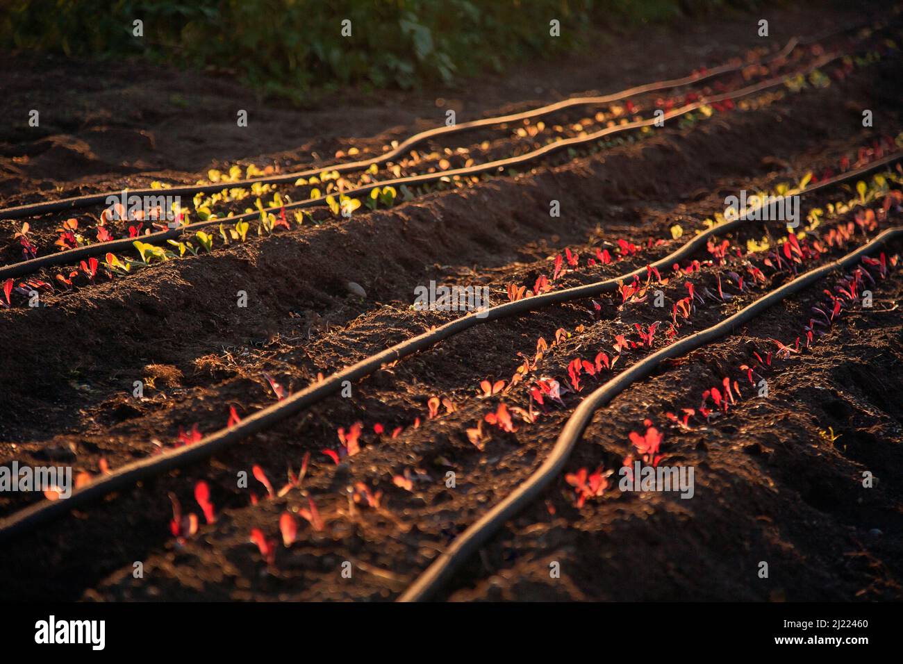 Rows of small seedlings growing in furrows in soil, water hoses laid ...