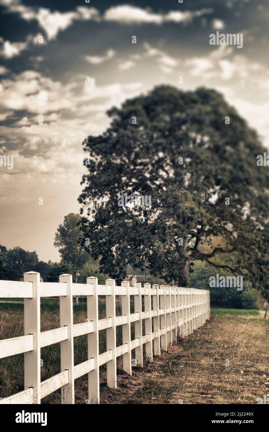 Country fence and oak tree Stock Photo - Alamy