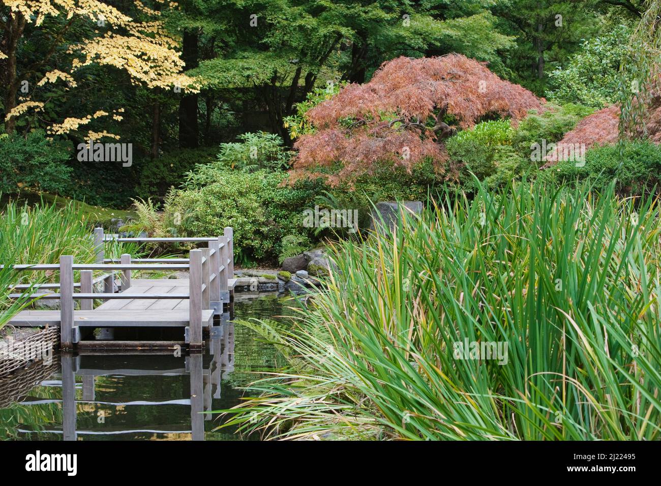 Zig Zag wooden footbridge over a pool in the Japanese Gardens, shrubs ...