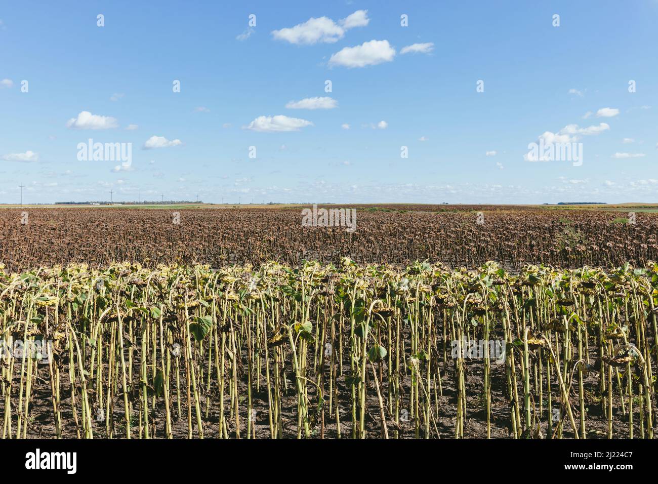 A field of sunflower plants, their heavy heads ripe with seed Stock ...