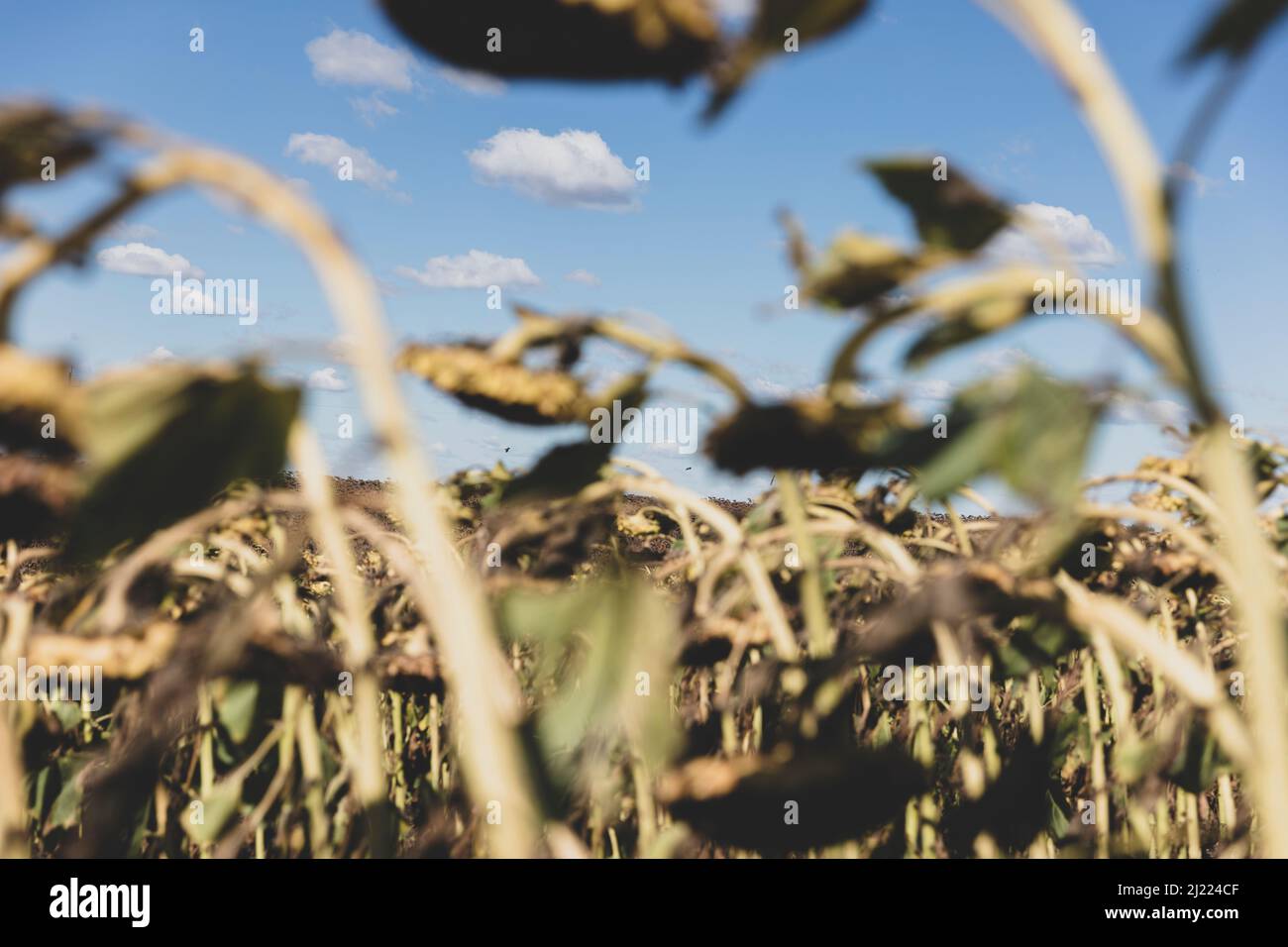 A field of sunflower plants, their heavy heads ripe with seed Stock ...