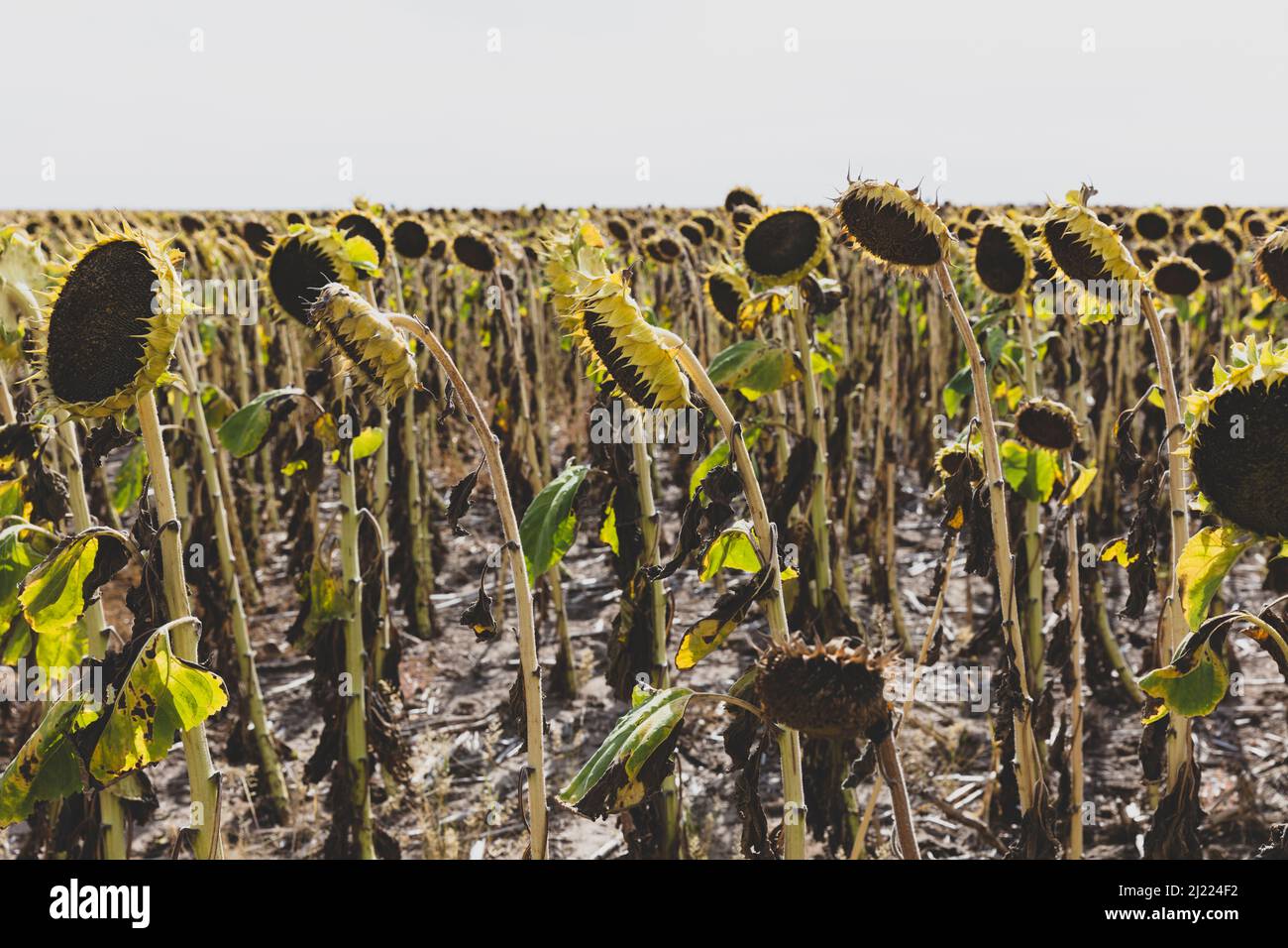 A field of sunflower plants, their heavy heads ripe with seed Stock ...