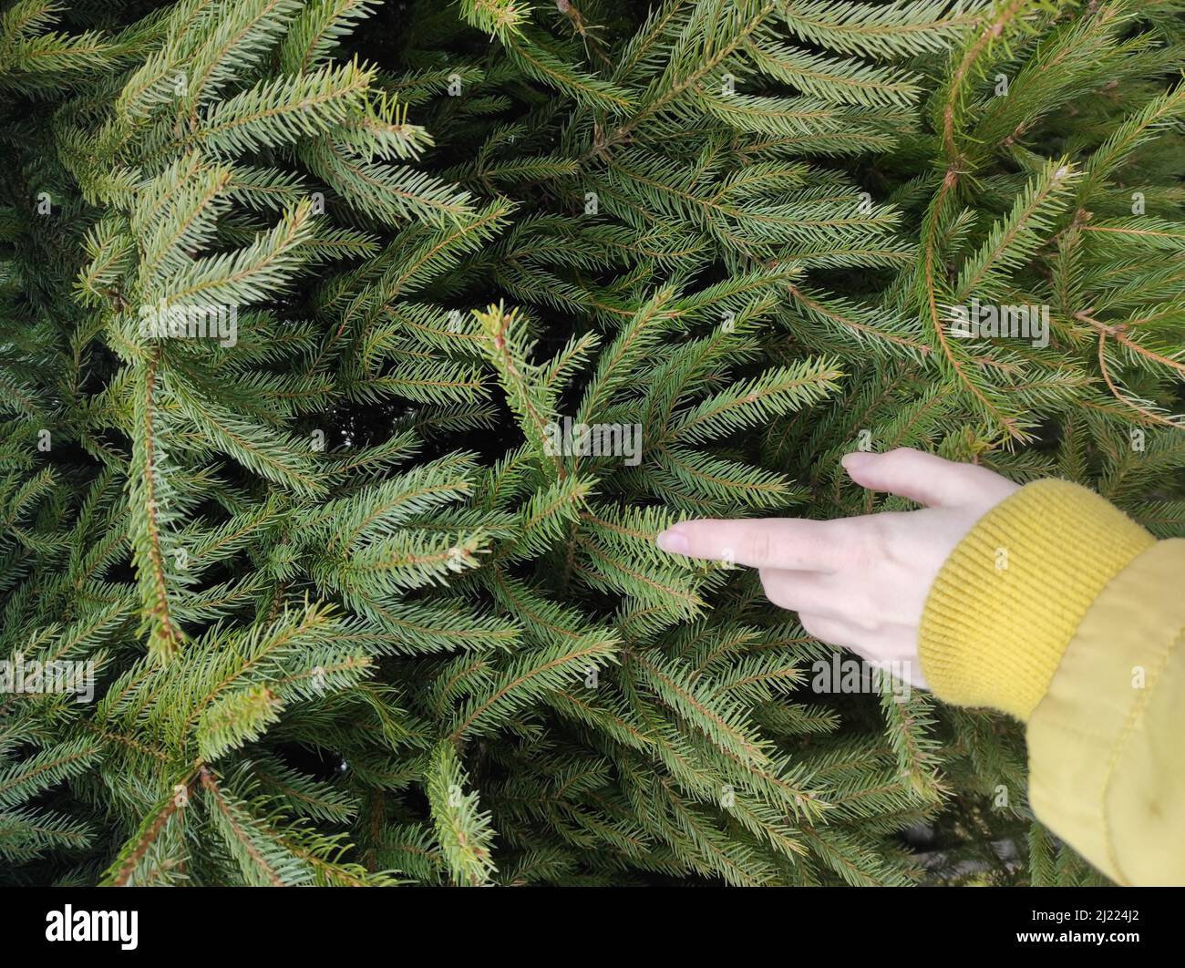 A female hand touching a fir branch Stock Photo - Alamy