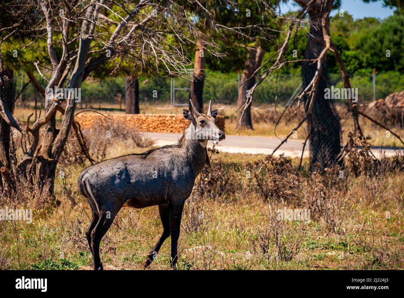 A Nilgai animal in a Safari in Spain Stock Photo - Alamy