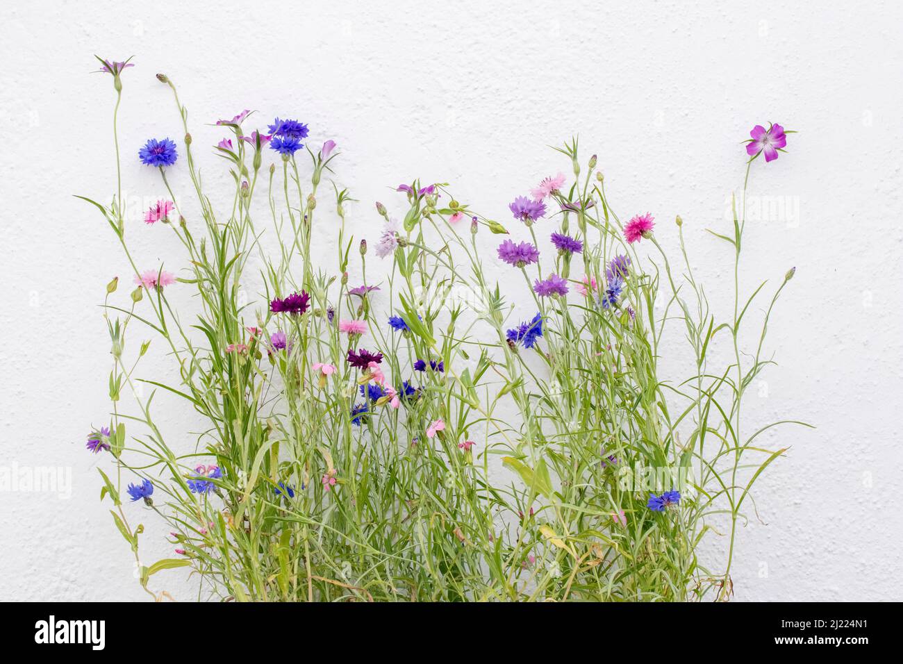 Colourful wild flowers hi-res stock photography and images - Alamy