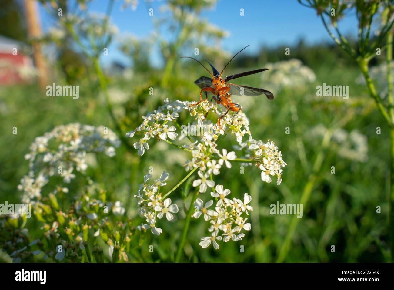 An orange insect on a white flower in a field Stock Photo - Alamy