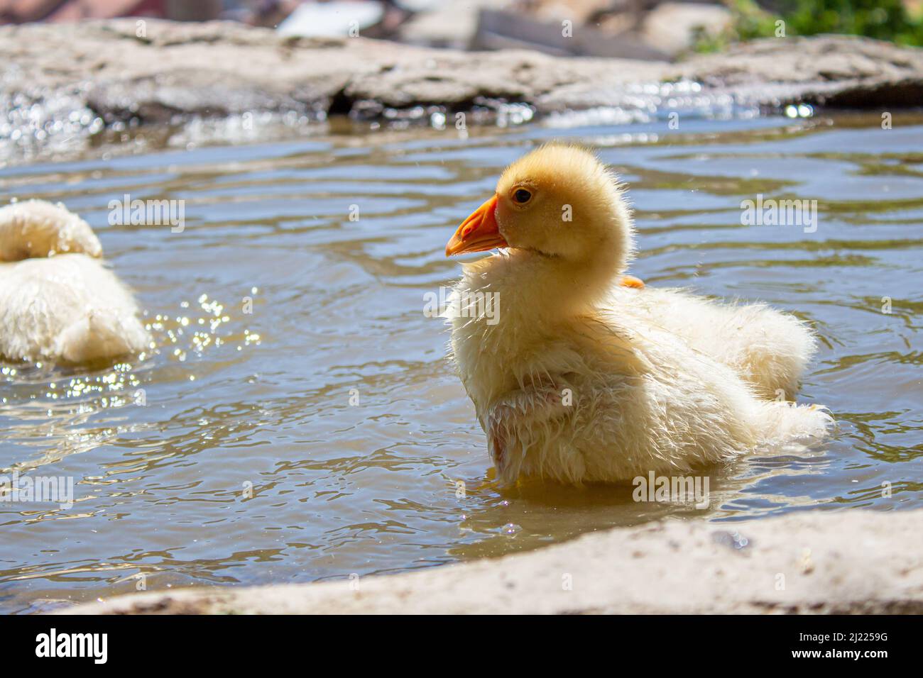 Baby geese by a pond hi-res stock photography and images - Alamy