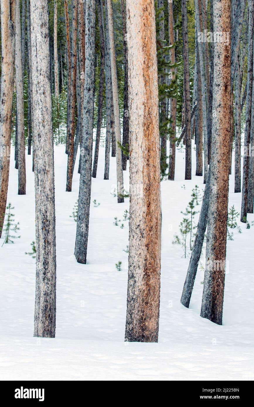 Lodgepole pine trees, tree trunks close together, snow on the ground ...
