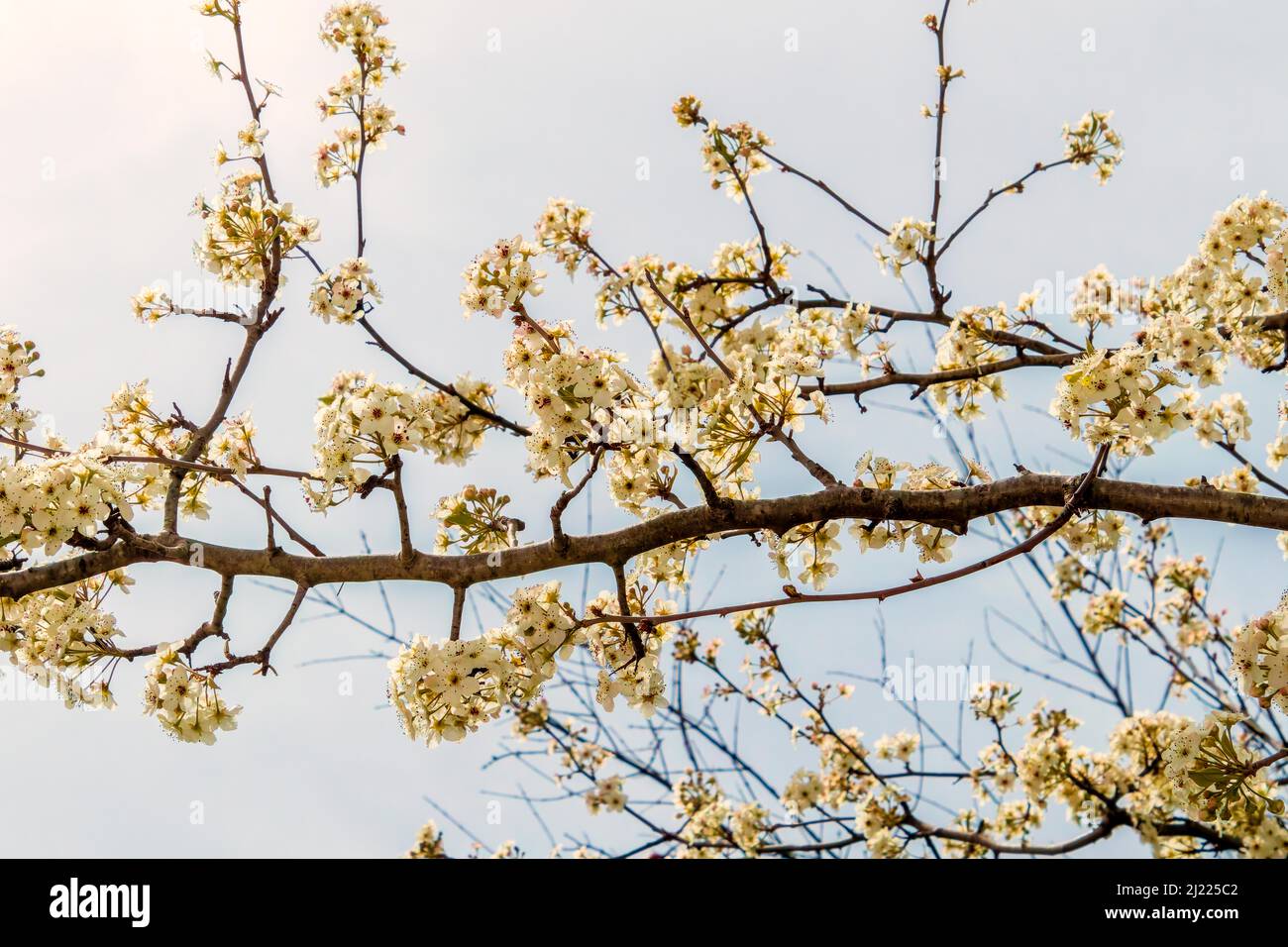 Spring blossom background. Nature scene with blooming tree and sun ...