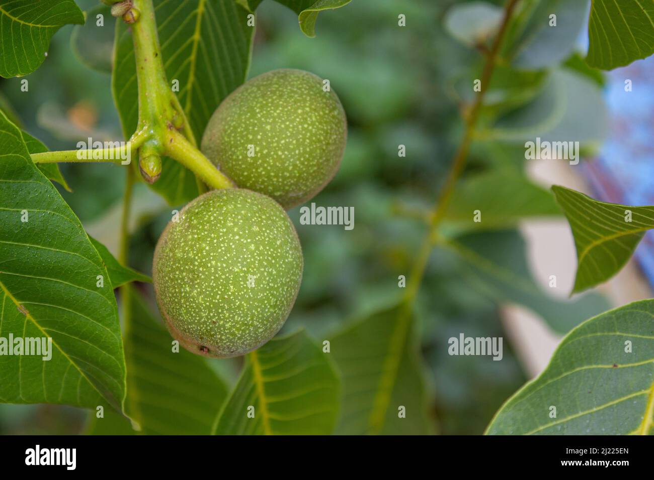 Closeup photo of walnuts hanging on tree branch. Agriculture and ...
