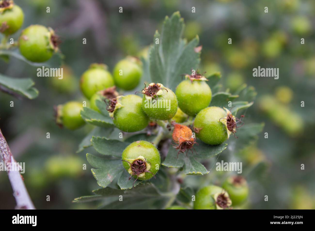 Hawthorn berries on the bush. Unripe green hawthorn fruits, closeup ...