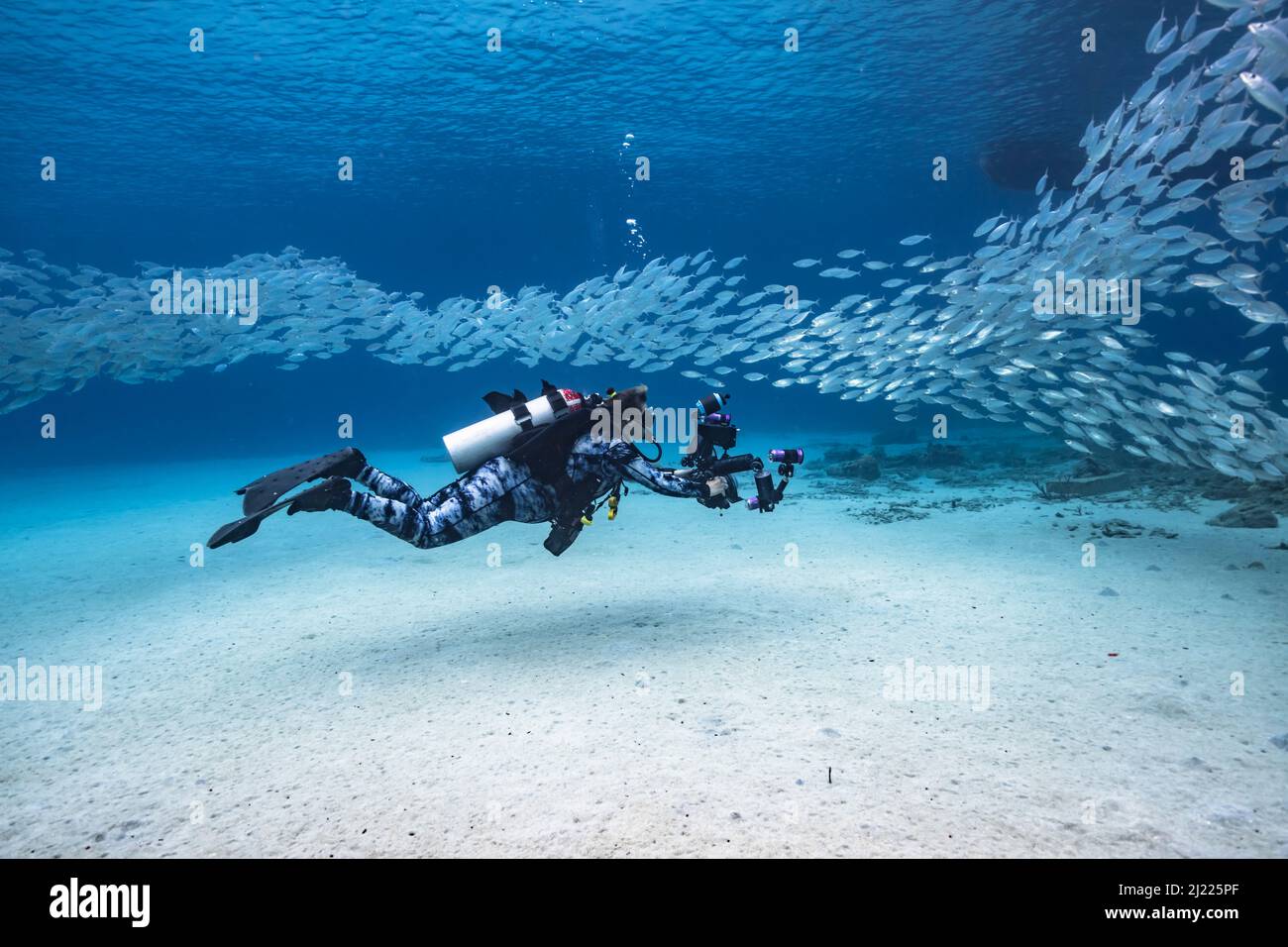 Seascape with Scuba Diver and Bait Ball, School of Fish, Mackerel fish ...
