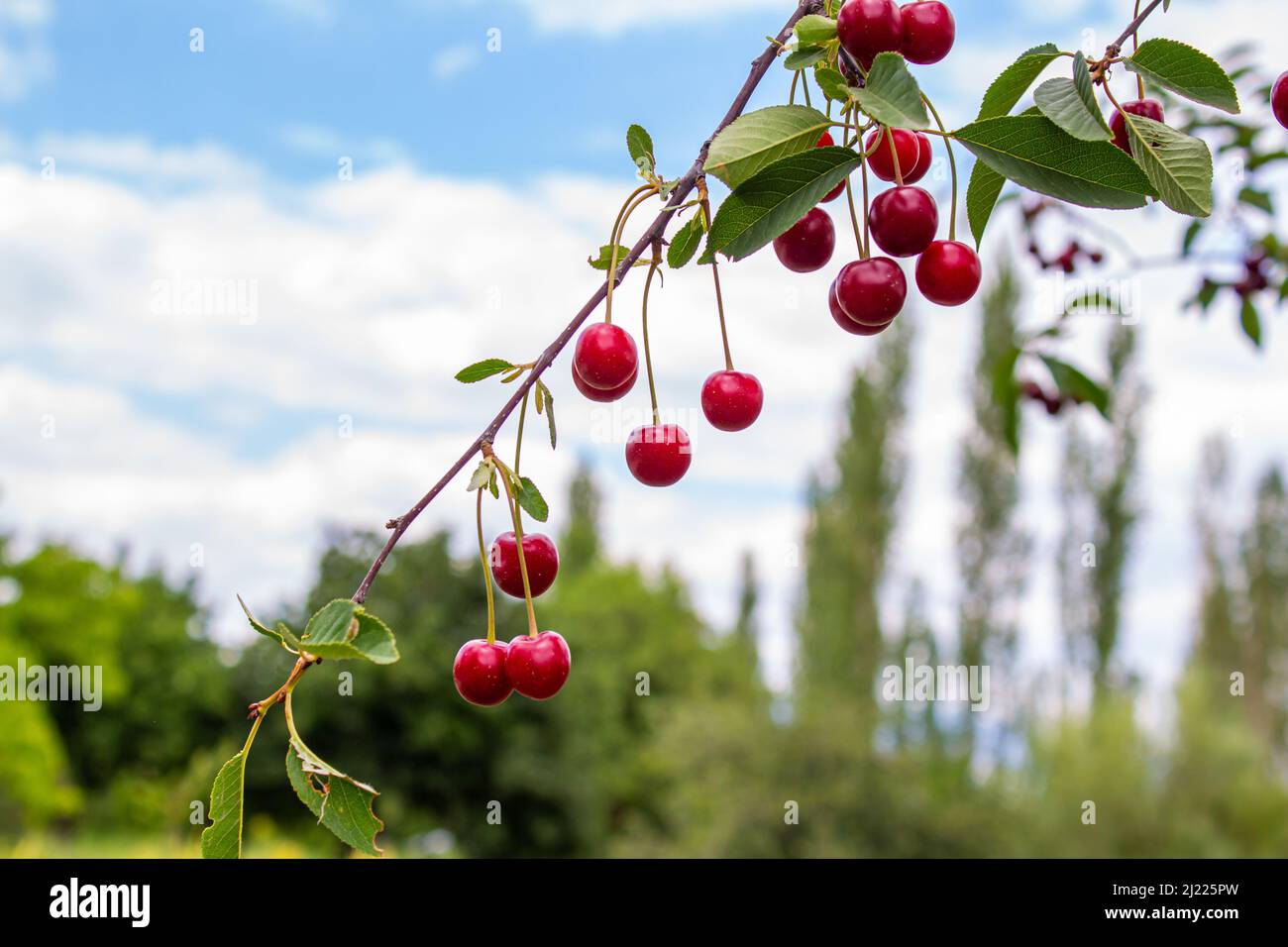 Sour cherry berries hanging on branch. Sour cherry tree in the orchard ...