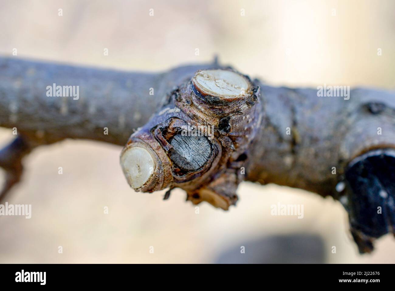 Pruned apple tree hi-res stock photography and images - Alamy
